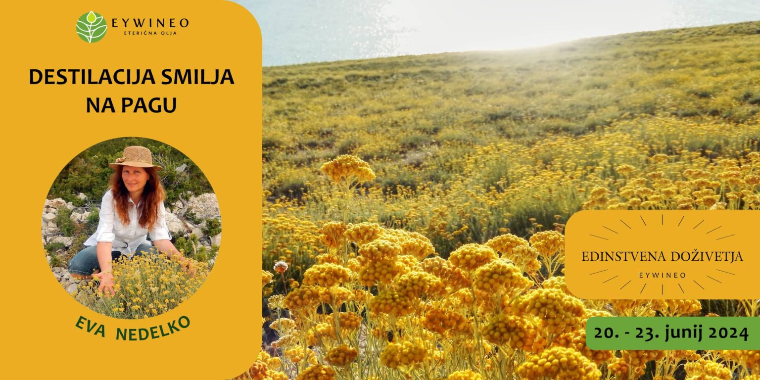 Seminar: DESTILACIJA SMILJA NA PAGU - EYWINEO eterična olja